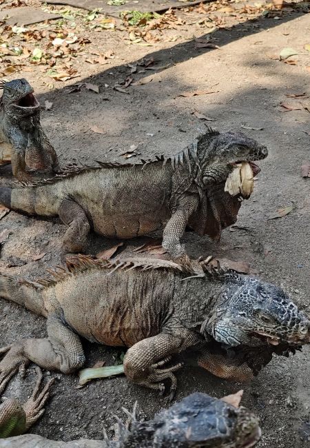 Iguanario de Manzanillo: ¡es como un mini Jurassic Park! – Blog de ...